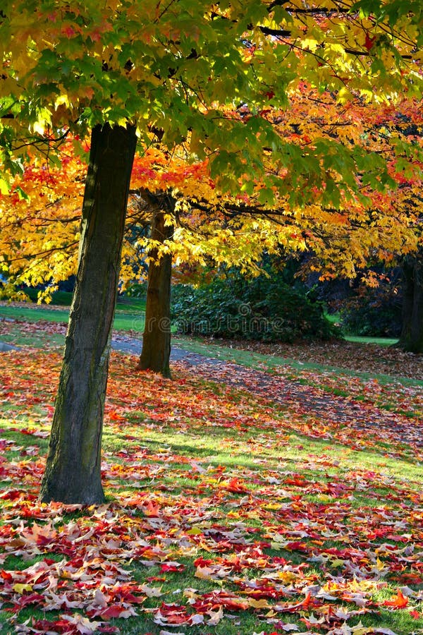 Autumn in the park stock image. Image of park, landscape - 3375395