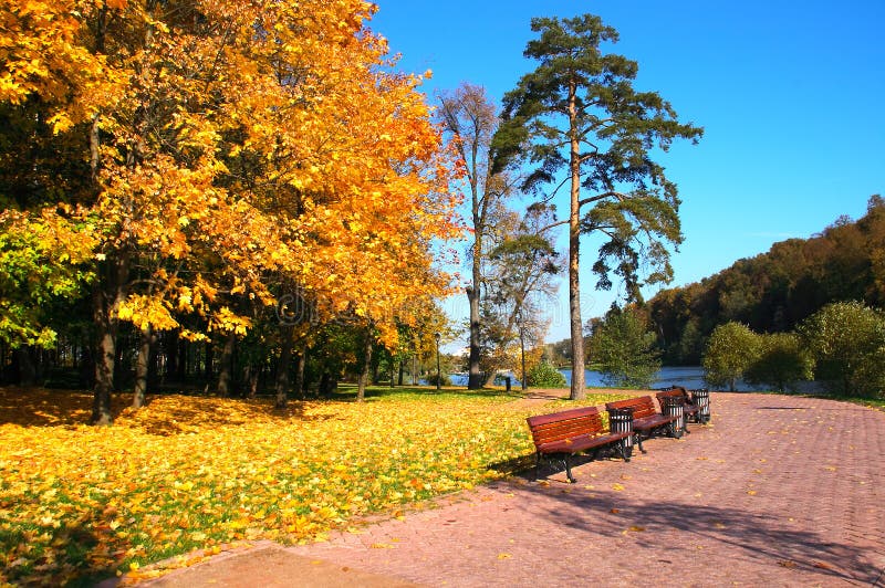 Autumn Park Picture. Image: 6645559