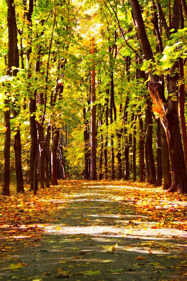 Autumn in the park stock photo. Image of autumn, leaf - 6730862