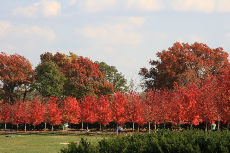 Autumn Big Red Maple Tree at Country Side. Stock Photo - Image of ...