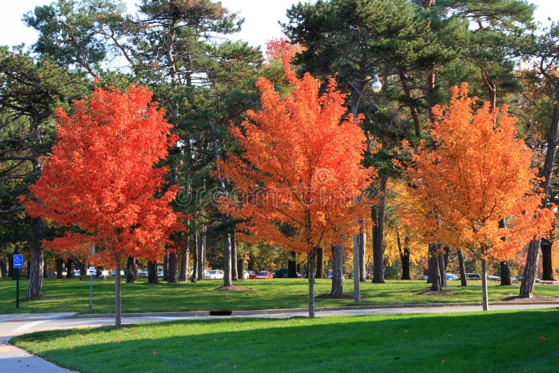 Lake Geneva in Autumn stock photo. Image of path, geneva - 7872198