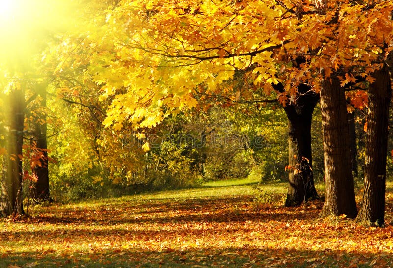 Autumn bench in park stock image. Image of warmth, pretty - 40365335