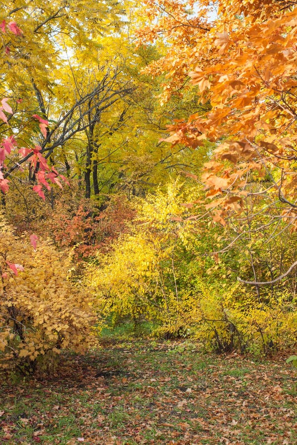 Autumn park stock photo. Image of foliage, grass, yellow - 51487794
