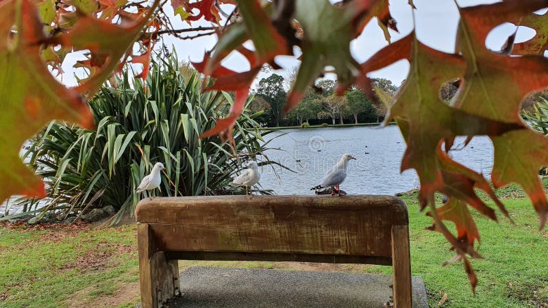 Western Spring Beauty stock image. Image of little, girl - 86641821