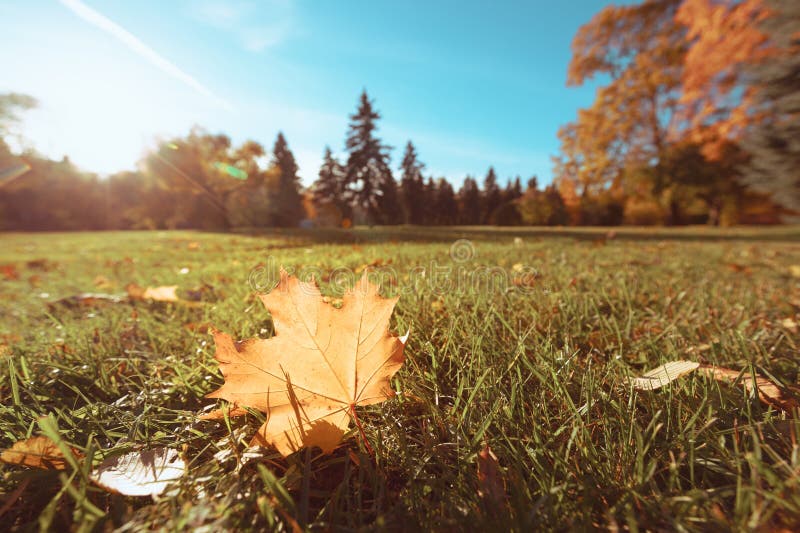 Autumn Park Background, Yellow Maple Leaf on the Ground, Leaf Fall ...