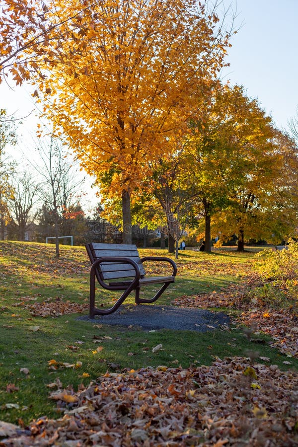 Autumn in the Park with a Bench. Fall Background with Colorful Trees ...