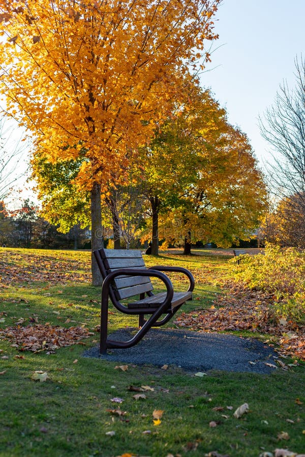 Autumn in the Park with a Bench. Fall Background with Colorful Trees ...
