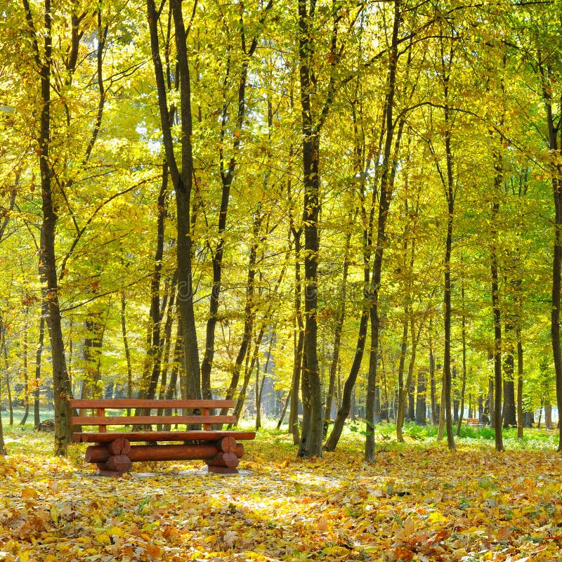 Autumn park and bench stock image. Image of rest, relaxation - 59699727