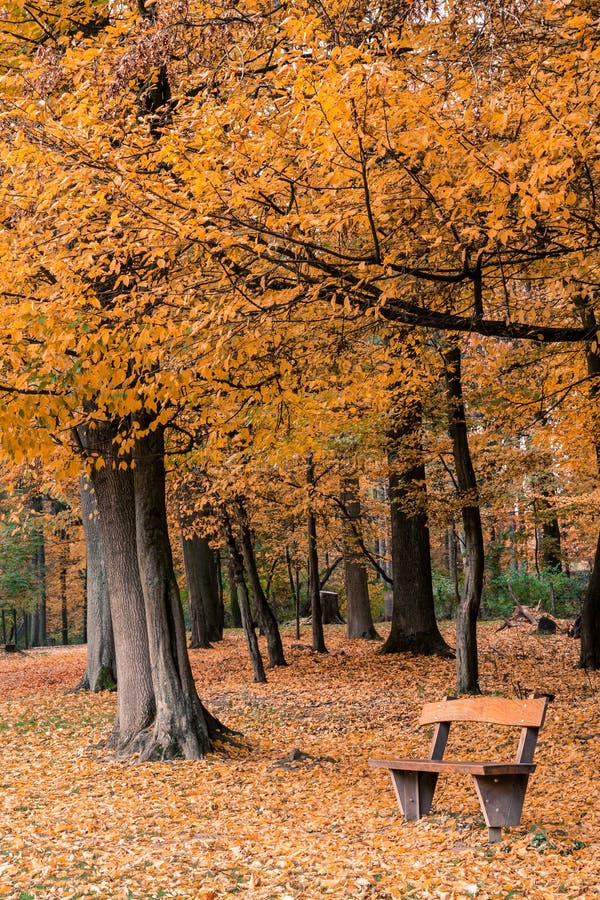 Autumn Park Bench stock image. Image of ecology, botany - 61656469