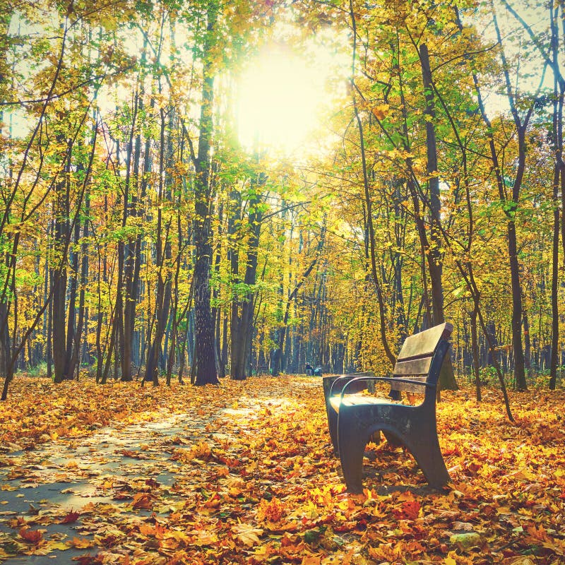 Autumn Park - Bench and Yellow Maple Trees Stock Image - Image of fall ...