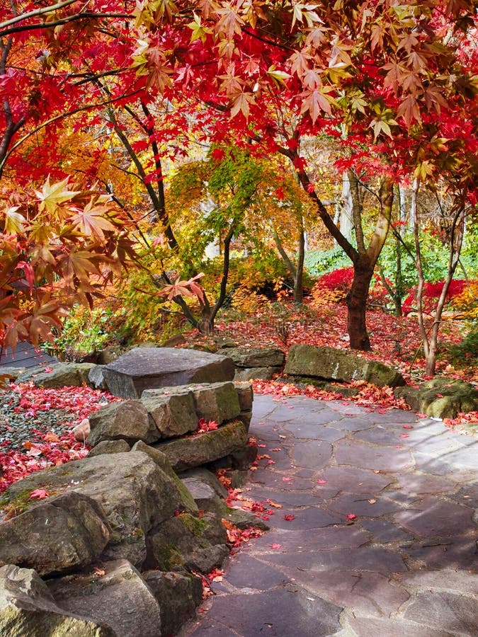 Autumn Park with Color Leaves Stock Image - Image of bright, color ...