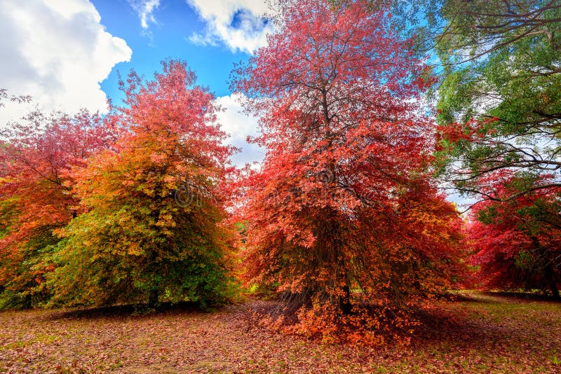 Autumn Park with Colourful Trees Stock Image - Image of idyllic ...