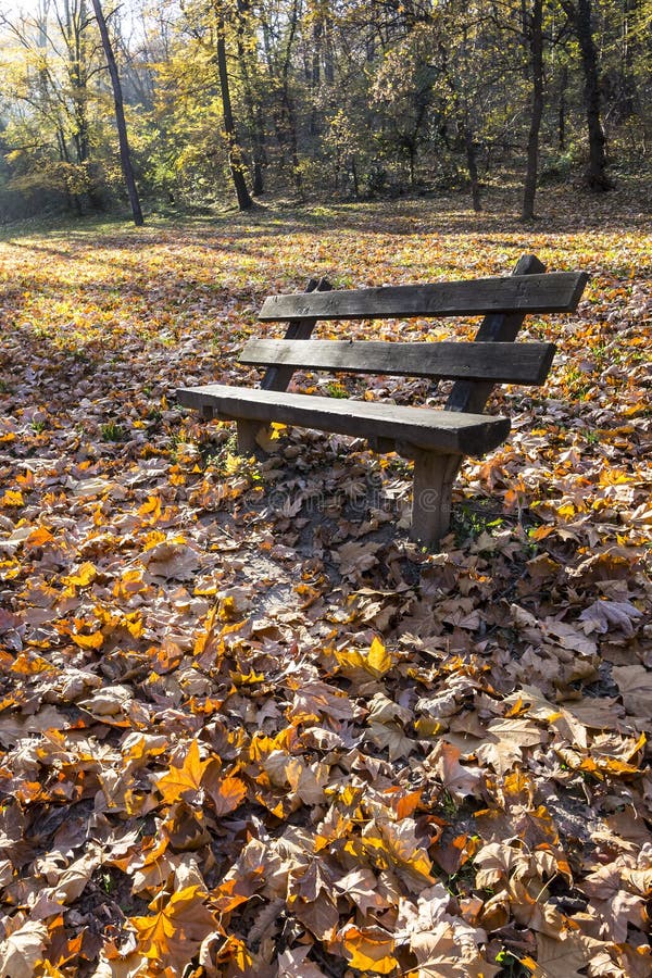 Autumn in the park stock photo. Image of outside, brown - 63604830
