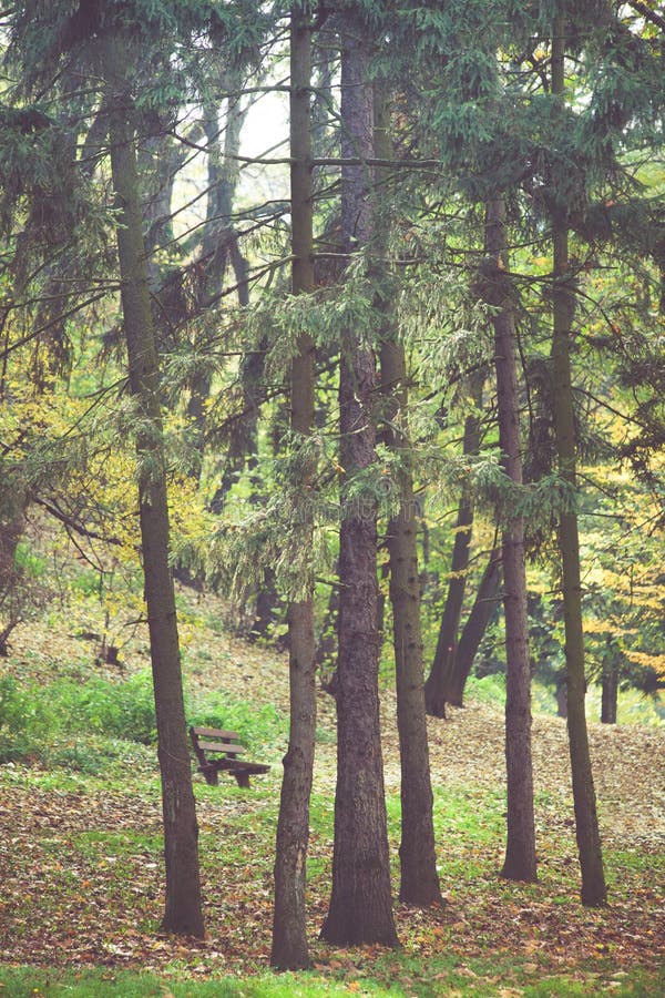 Autumn Park with Evergreen Trees Stock Image - Image of environment ...