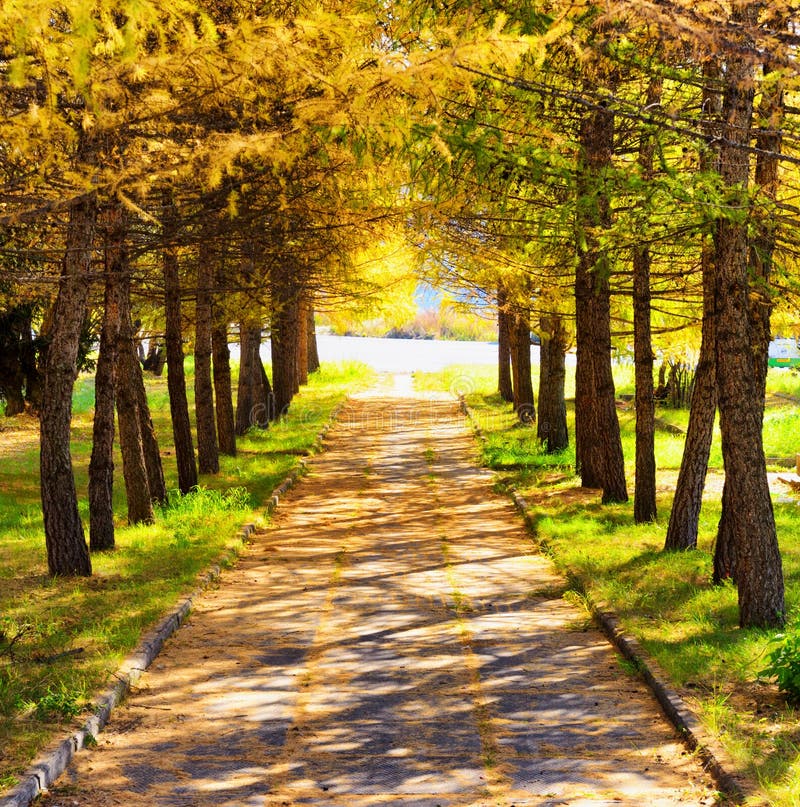 Autumn, Fall Park. Wooden Path, Colorful Leaves on Trees Stock Image ...