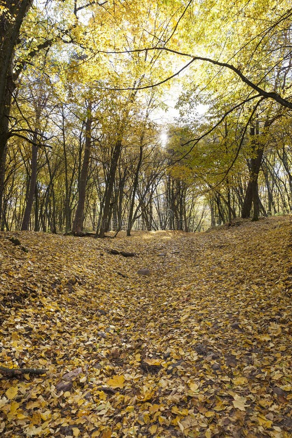 Autumn park stock photo. Image of countryside, backwoods - 144262892