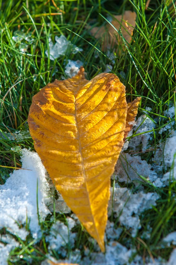 Autumn in the Park, the First Snow, the Leaves in the Snow. Red Stock ...