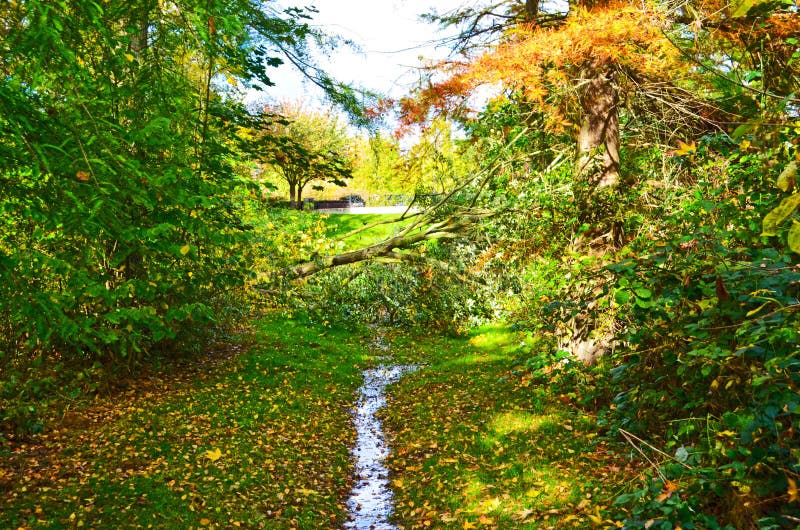 Autumn Park Landscape with Overturned Tree after Storm Stock Photo ...