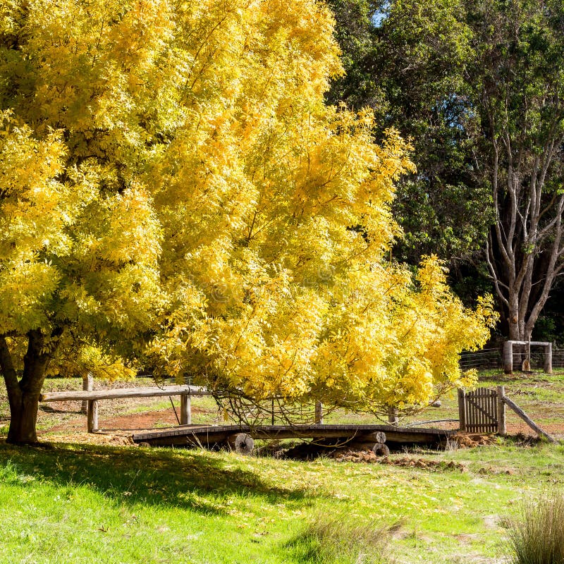 Autumn in the Park with Large Tree Bridge and Gate Stock Photo - Image ...