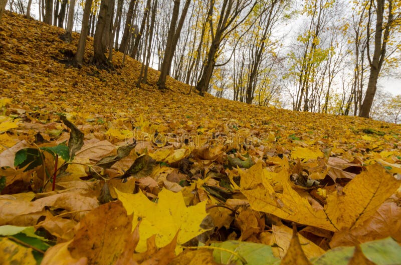 Autumn Park in October. Leafy Slope Stock Image - Image of nature ...