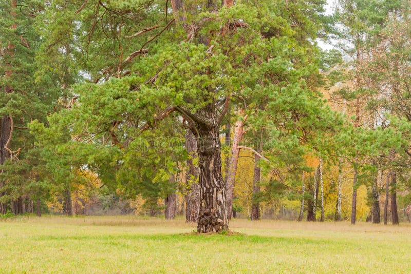 Autumn Park with Old Pine Tree in the Foreground Stock Image - Image of ...