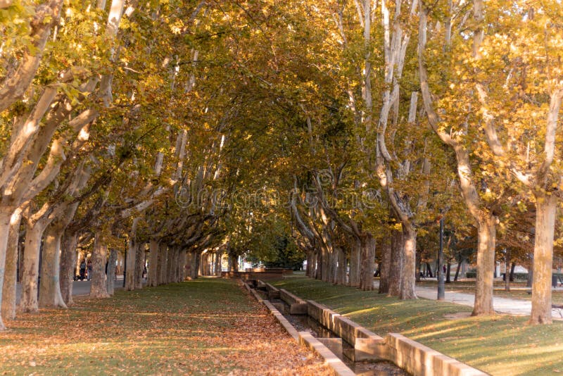 Autumn in the Park: Orange Trees and Fallen Leaves Stock Image - Image ...