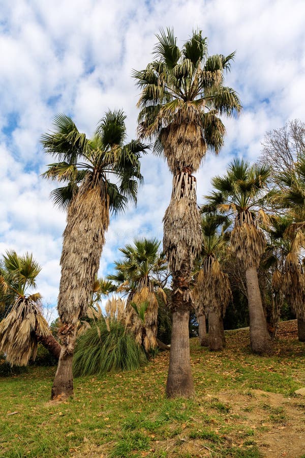 Autumn Park with Palm Trees Stock Image - Image of growth, autumn: 78964813