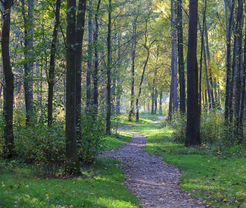 Autumn Park Path in the Forest Park Stock Photo - Image of thicket ...