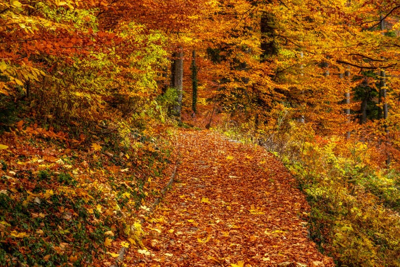 Autumn Park with Path and Leaves Stock Photo - Image of footpath ...
