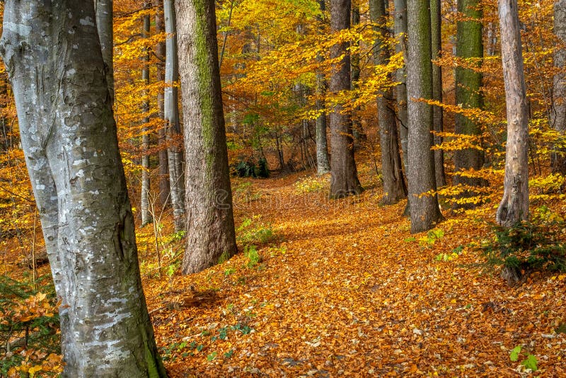 Autumn Park with Path and Leaves Stock Image - Image of scenic ...