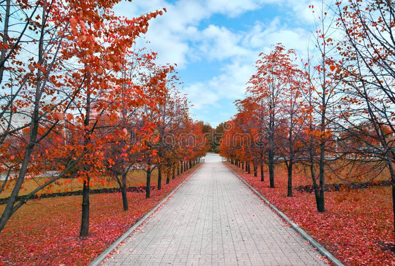 Autumn Park with Red Fallen Leaves Stock Photo - Image of nostalgia ...