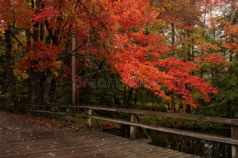 Autumn Park with Red Maples Stock Photo - Image of road, botanical ...