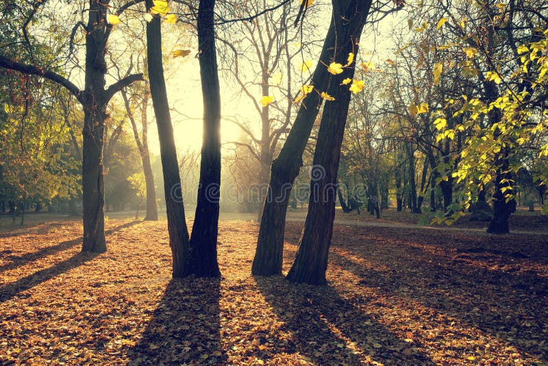 Autumn park stock photo. Image of retro, leaves, park - 45734986