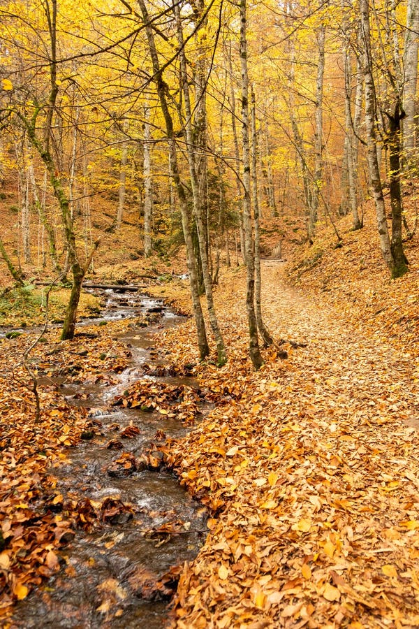 At Autumn Yellow Leaves at Forest and Small River Stock Image - Image ...