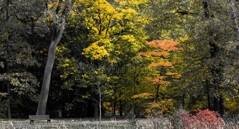 Autumn in the Park Scenery. Selective Color Image of Autumn Trees in ...