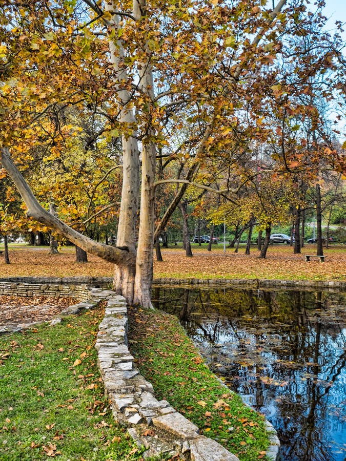 Autumn park scenes stock photo. Image of park, beauty - 82201866