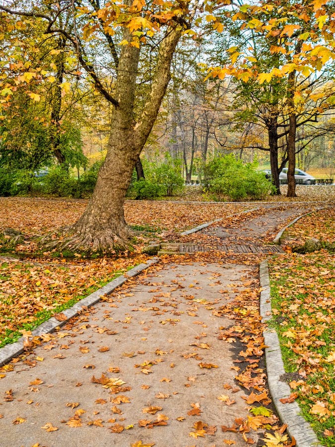 Autumn park scenes stock photo. Image of environment - 82249580