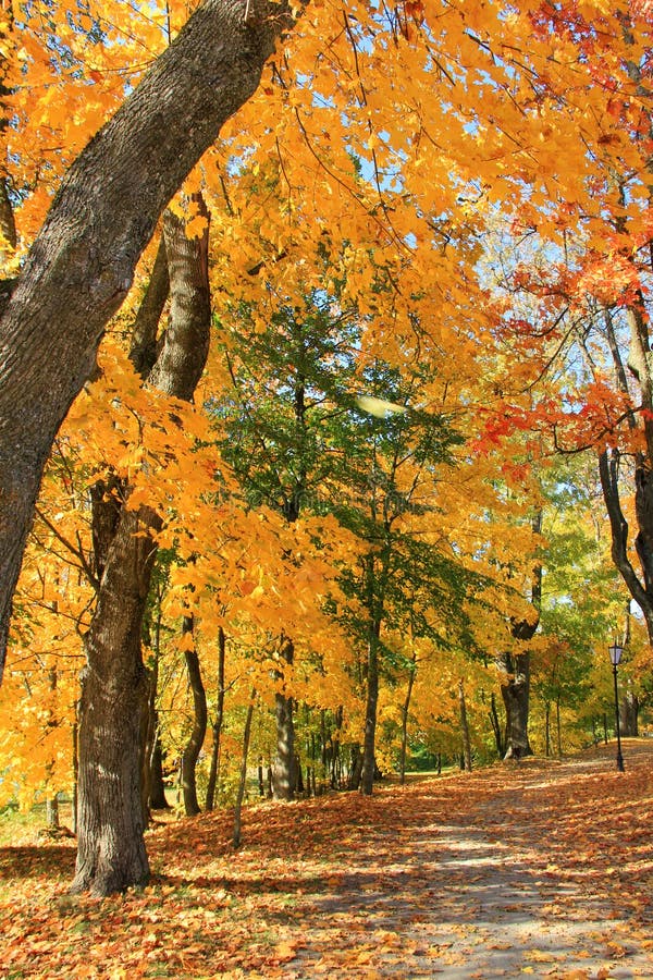 Autumn in park seven stock image. Image of texture, maple - 129365311