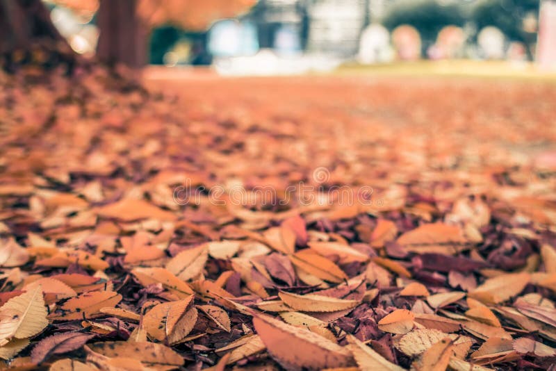 Autumn Park Sidewalk Covered in Leaves Stock Image - Image of flora ...