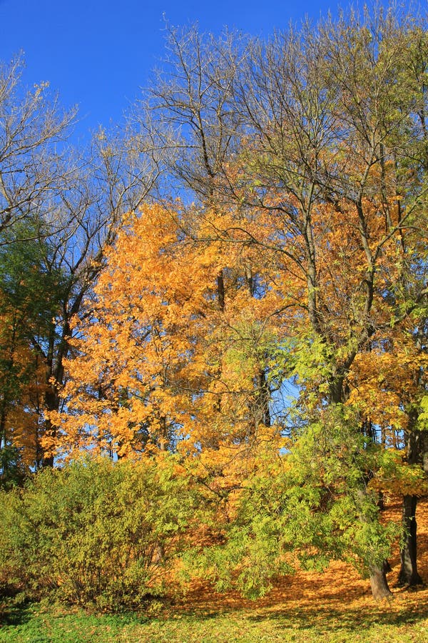 Autumn park six stock image. Image of road, park, scenery - 130199427