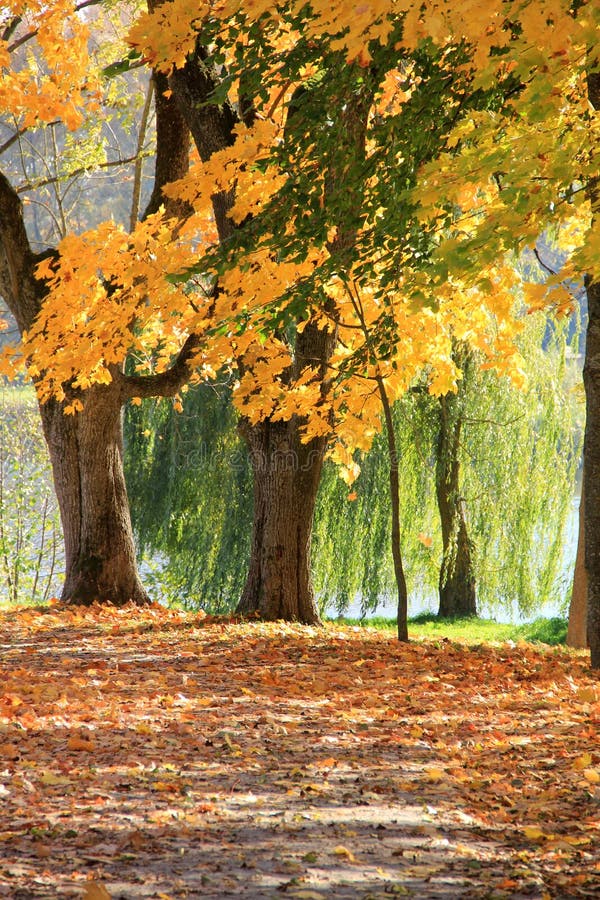 Autumn in park six stock photo. Image of seasonal, nature - 129365310