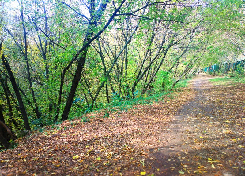 Autumn Park with Tilted Trees Landscape Background Stock Image - Image ...