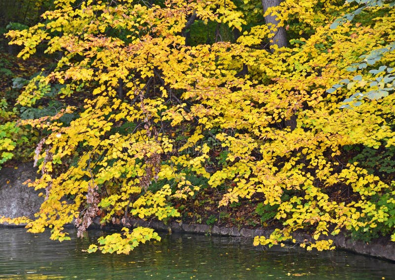 Autumn Park Tree Over Water Stock Photo - Image of outdoor, park: 27465492