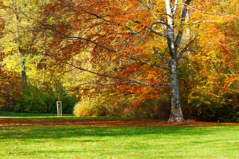 Autumn Park with Trees Over Water Stock Image - Image of countryside ...