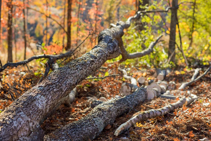 The Autumn Park Was Damaged by Trees that Fell after the Tornado Hit ...