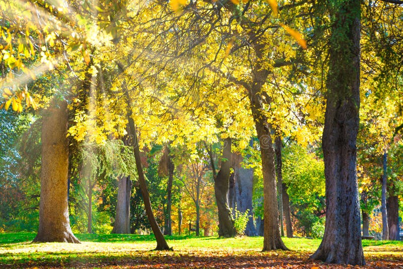 Autumn Park at Bright Sunny Day Stock Photo - Image of landscape ...