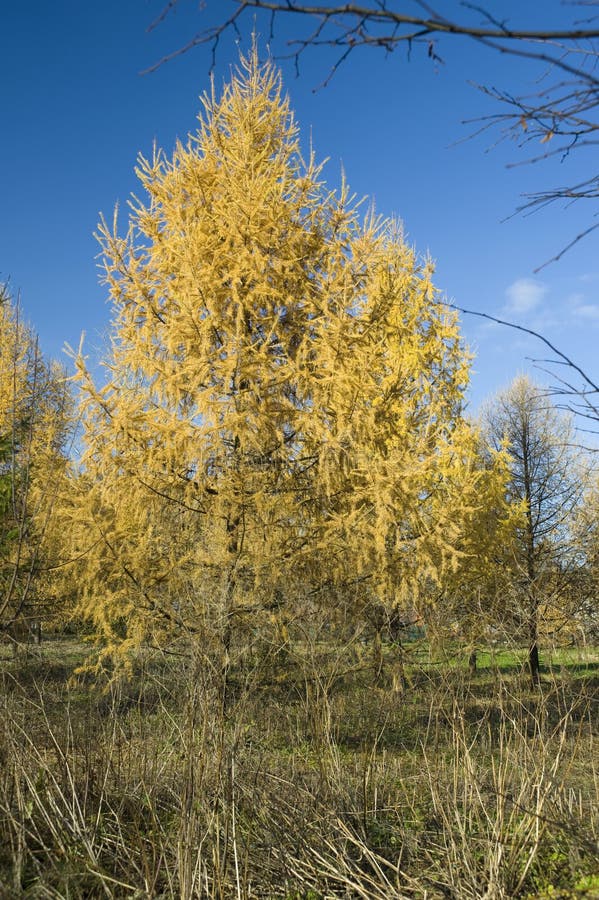 Autumn Park Yellow Fur Tree Stock Image - Image of woods, grass: 11455269