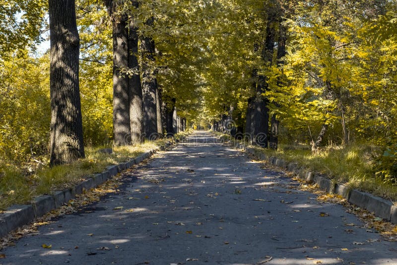 Autumn in Park. Yellow Leaves Laying on the Walkway Stock Photo - Image ...