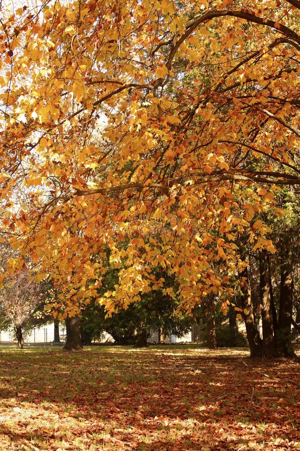 Autumn in the Park stock image. Image of yellow, orange - 54357597