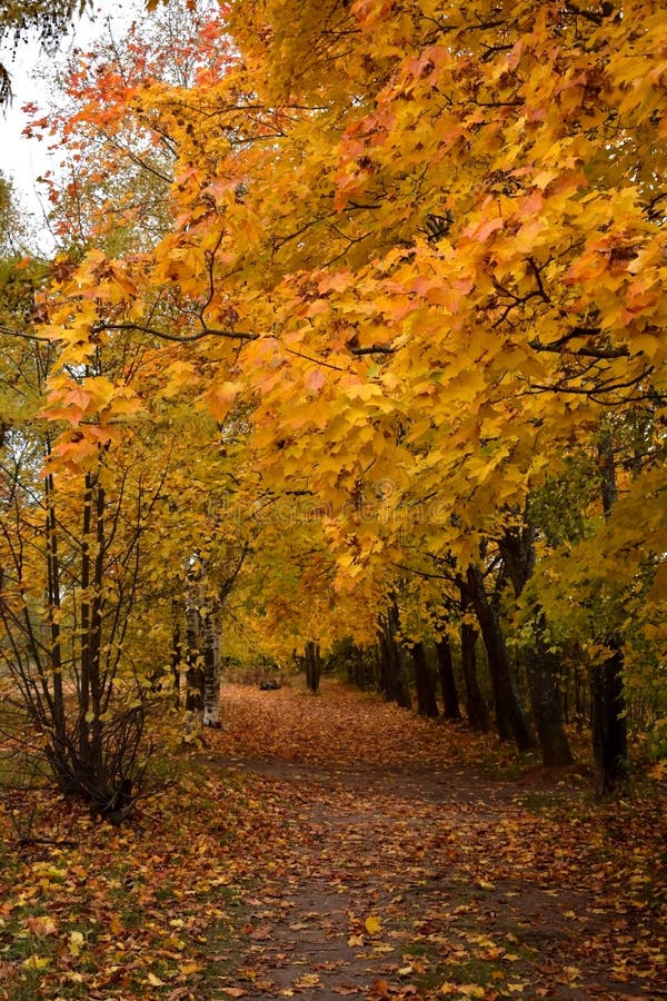 Autumn Park with Yellow Trees Along the Path Stock Image - Image of ...